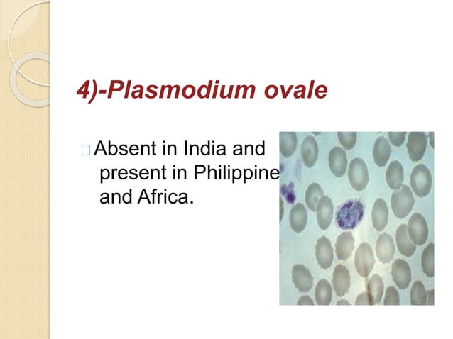 Plasmodium Life Cycle | PPTX