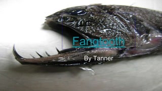 Fangtooth | PPTX