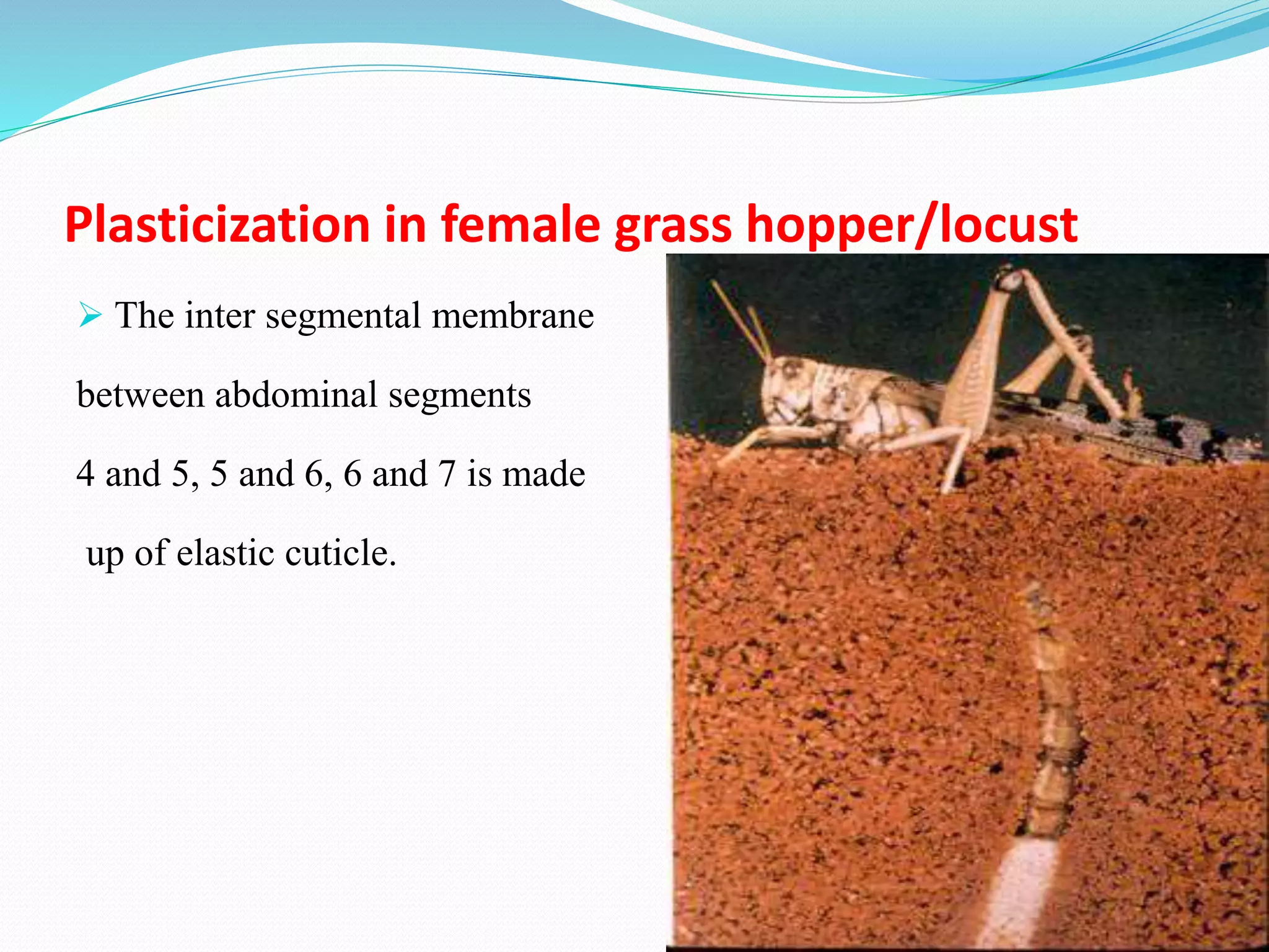 Tanning and plasticization | PPTX