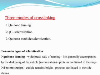 Tanning and plasticization | PPTX