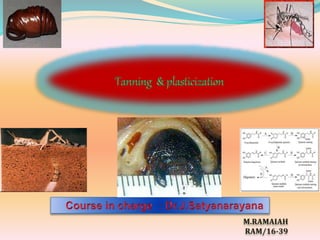 Tanning and plasticization | PPTX