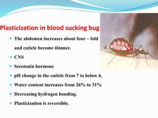 Tanning and plasticization | PPTX