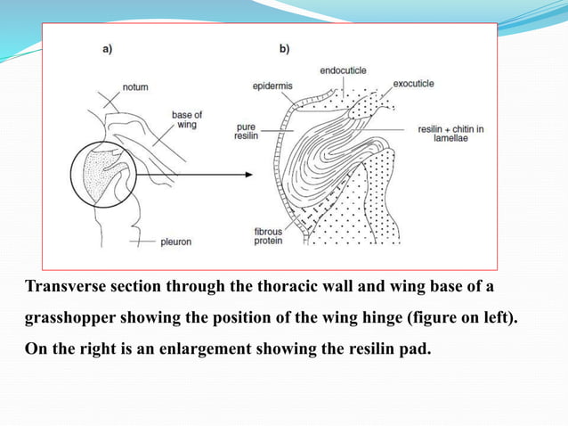 Tanning and plasticization | PPTX