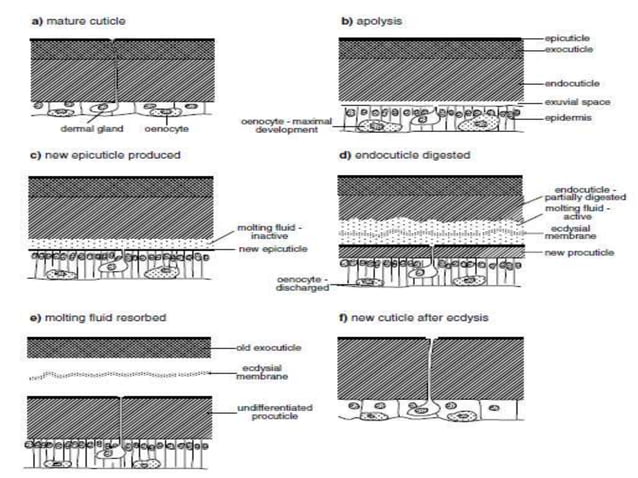 Tanning and plasticization | PPTX