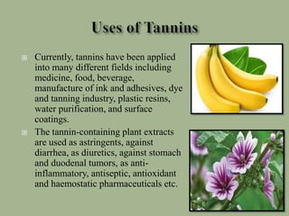 Tannins | PPTX