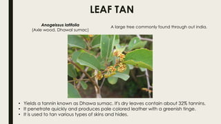 Tannin yielding plants | PDF