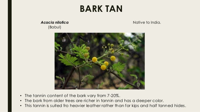 Tannin yielding plants