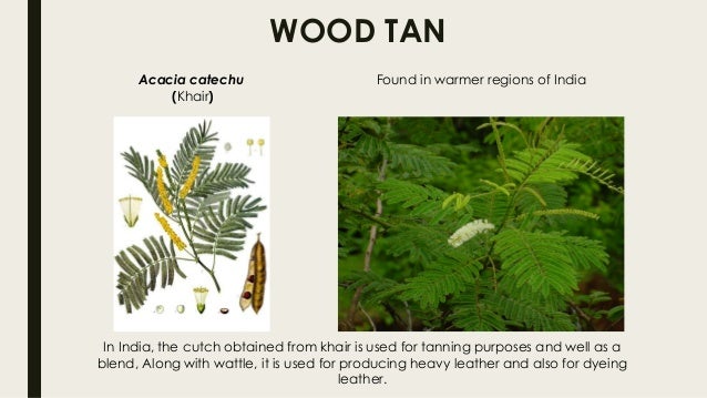 Tannin yielding plants