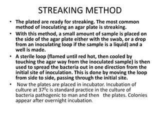Staphylococcus aureus bacteria ppt | PPTX
