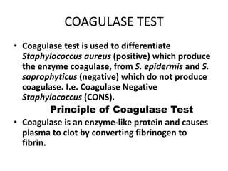 Staphylococcus aureus bacteria ppt | PPTX