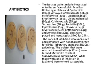 Staphylococcus aureus bacteria ppt | PPTX