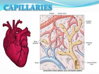 Capillaries | PPT