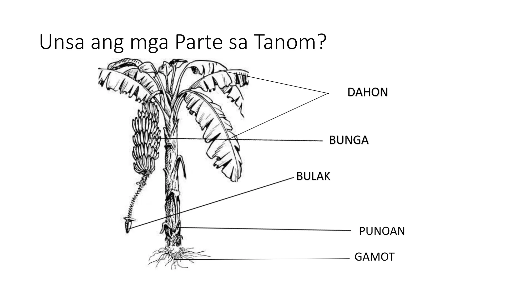 TANOM - THE PLANTS 2ND QUARTER IN SCIENCE 3 | PPTX
