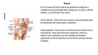 Tanque Terapeutico - Rodilla.pptx