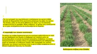 ΣΤΕΒΙΑ | PPT