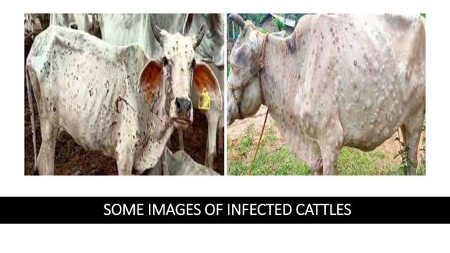 Lumpy Skin Disease slideshare | PPTX | Skin and Dermatology | Diseases ...