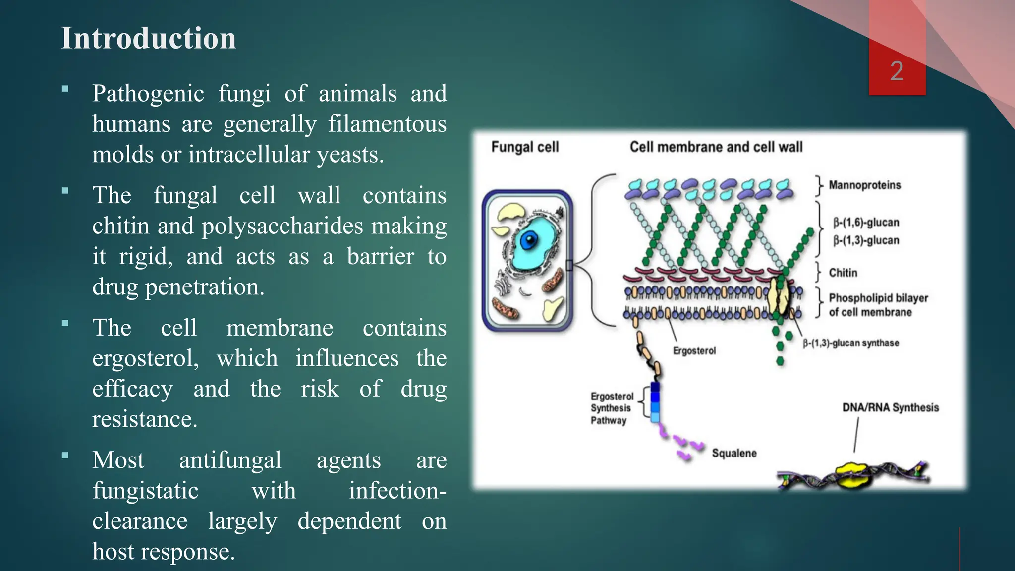 Anti fungal drugs and their mechanism of action.pptx