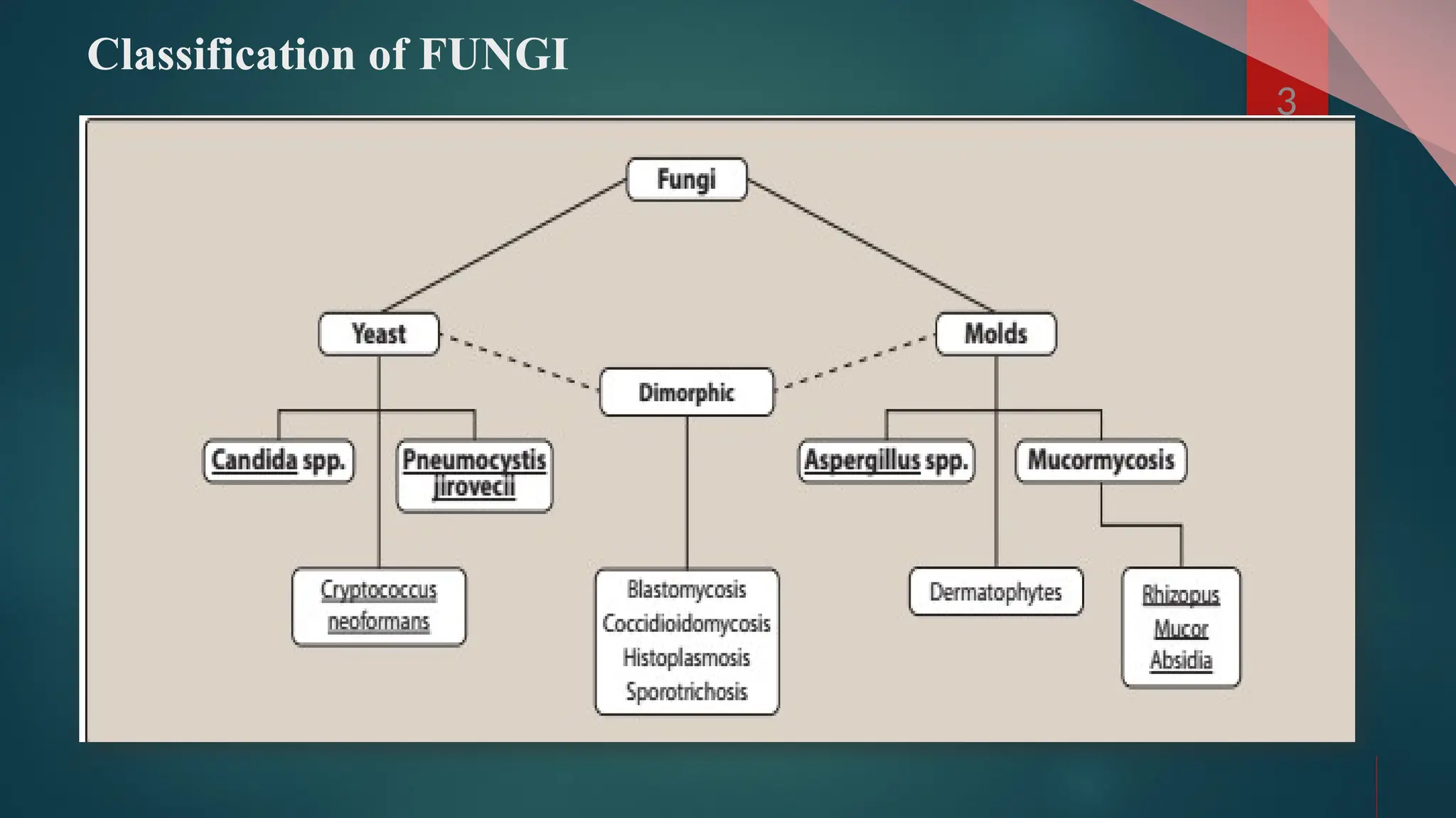 Anti fungal drugs and their mechanism of action.pptx