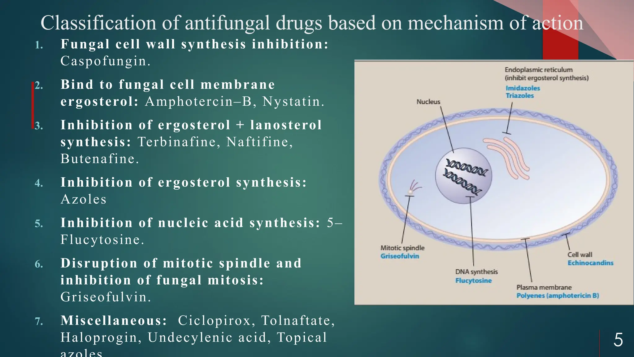 Anti fungal drugs and their mechanism of action.pptx