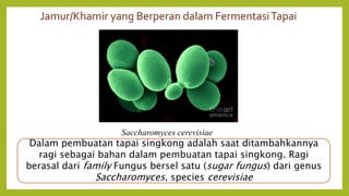 Tapai singkong | PPT | Free Download