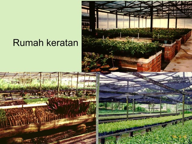 Tapak semaian 120 minutes | PDF