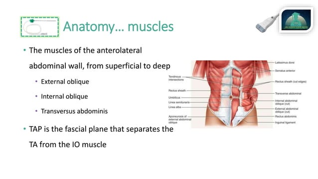 Ultrasound-Guided Transversus Abdominis Plane Blocks | PPTX | Physical ...