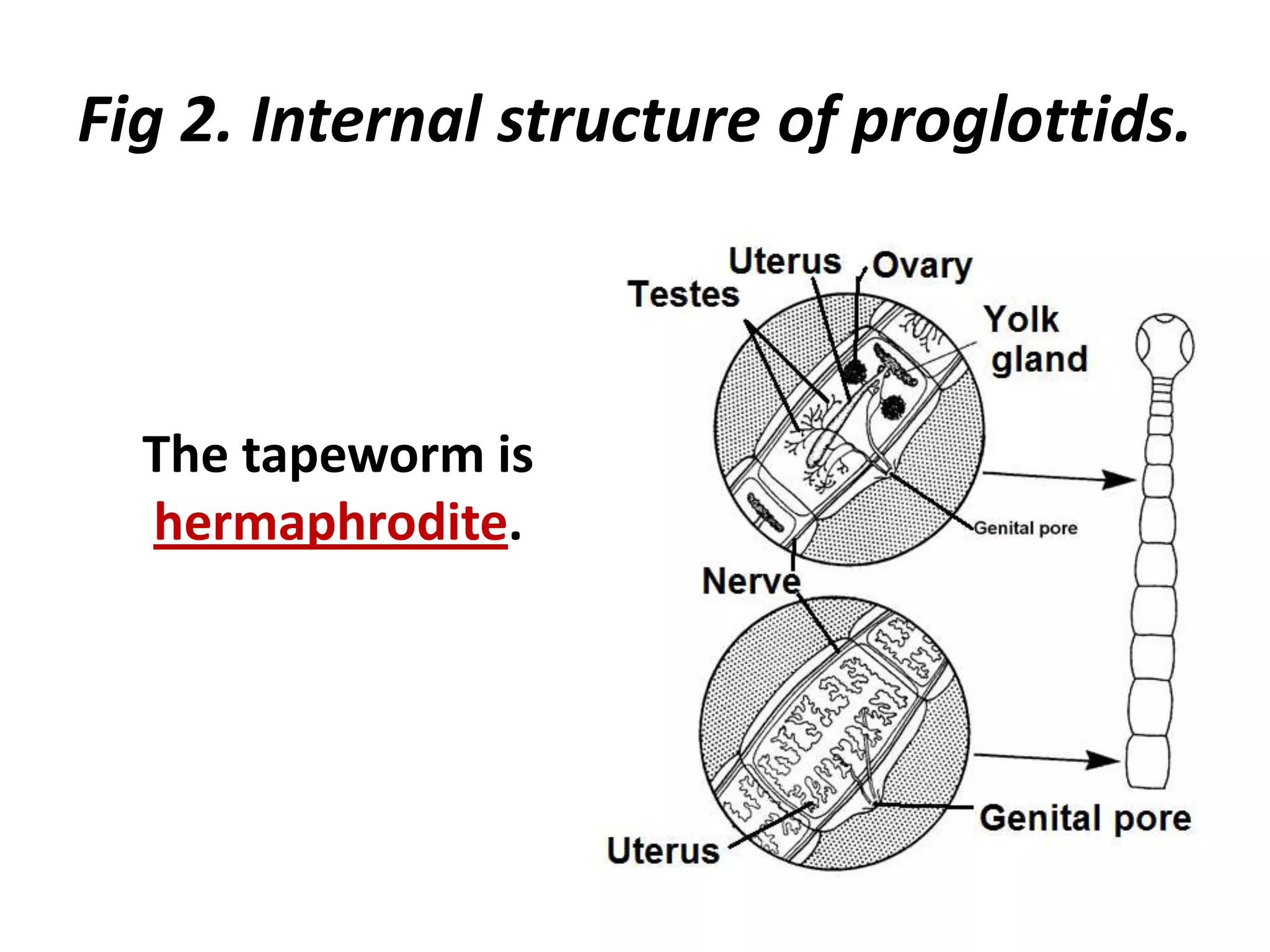 Tapeworm | PPTX
