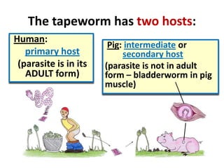 Tapeworm | PPTX