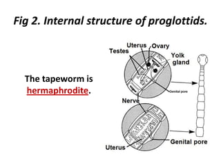 Tapeworm Diagram Labeled