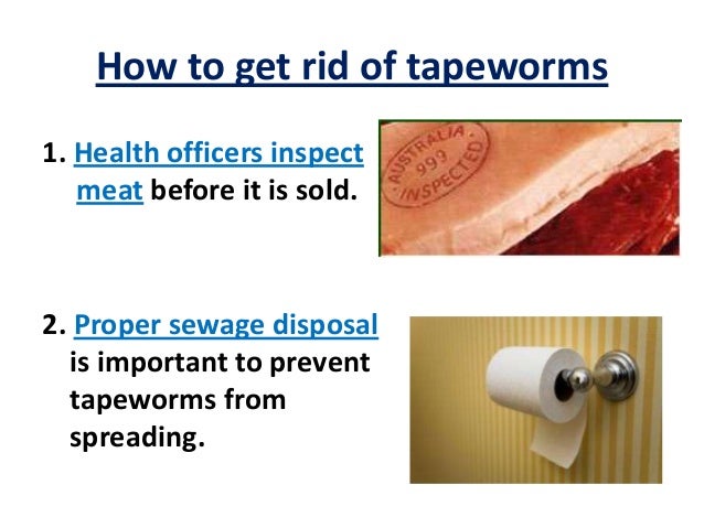 Tapeworm