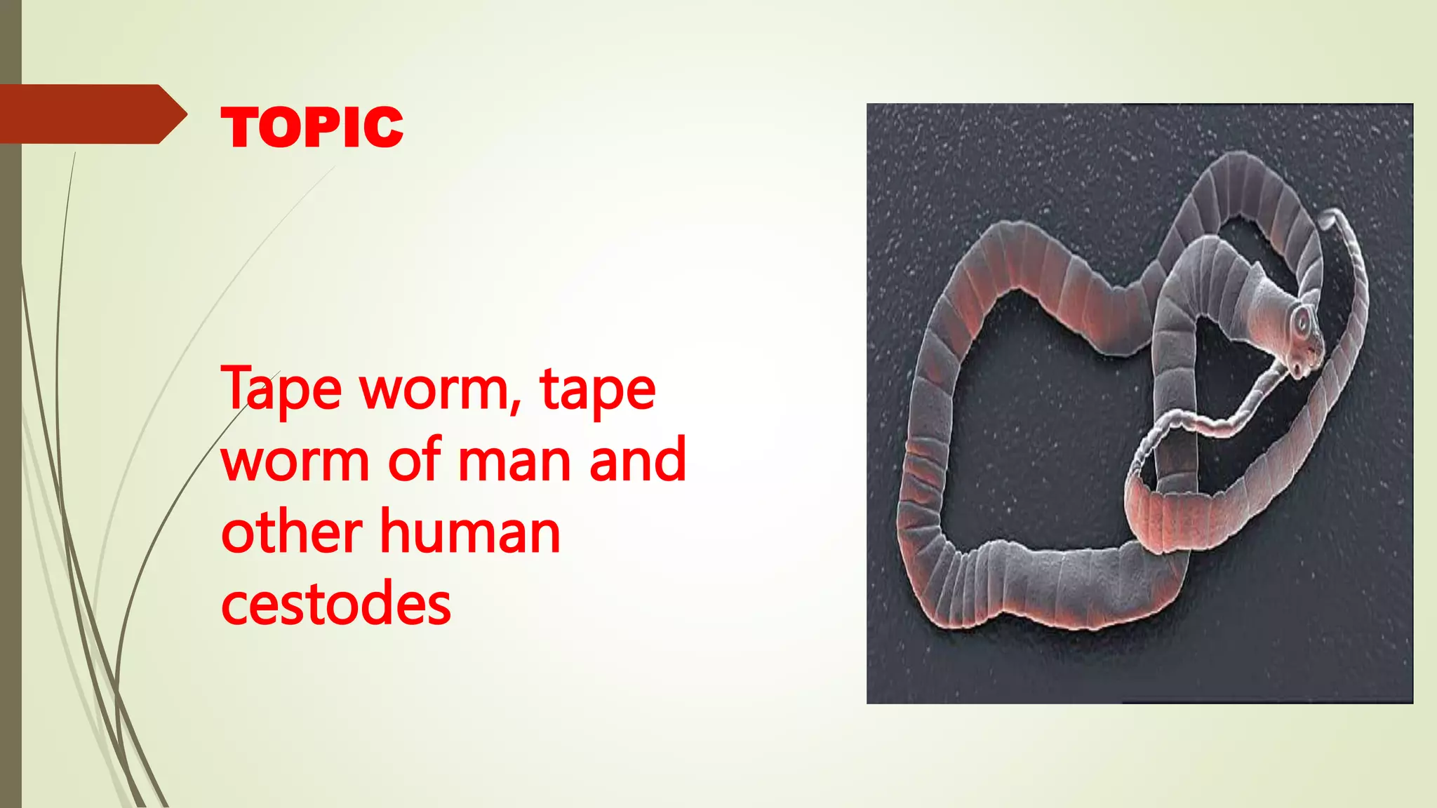 TAPE WORM | PPTX