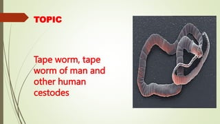 TAPE WORM | PPTX