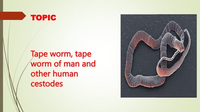 TAPE WORM | PPTX | Digestive Disorders | Diseases and Conditions