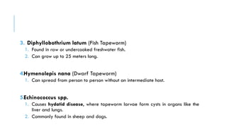 Tapeworm infestation for health sciences | PPTX