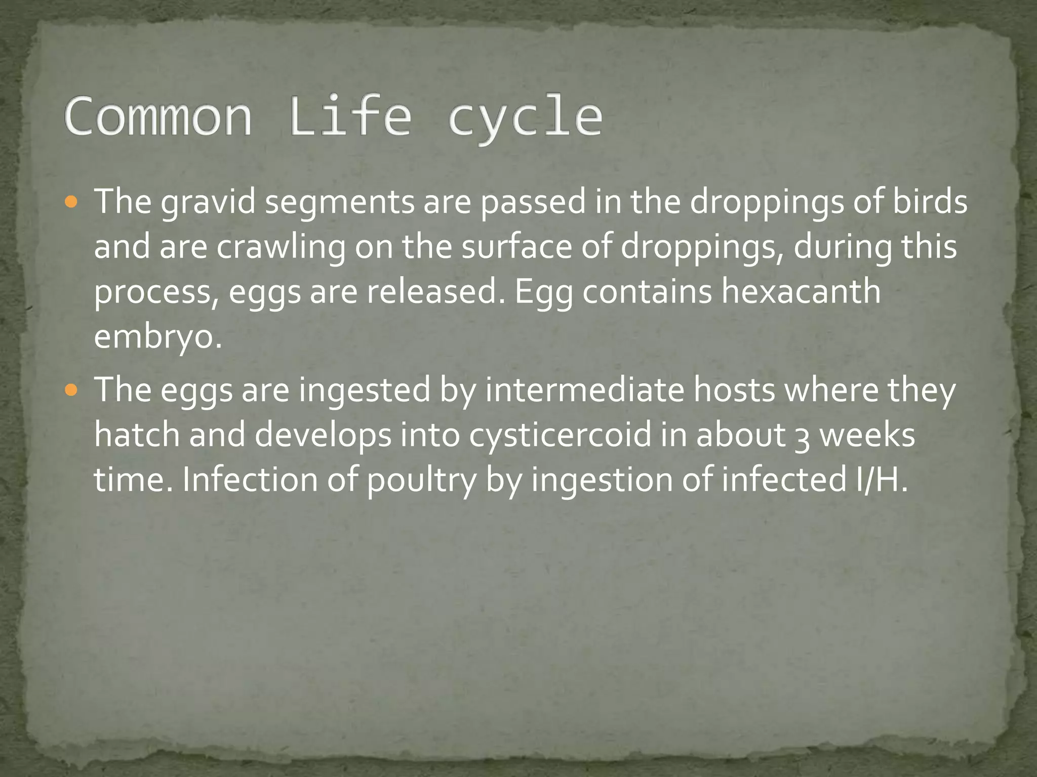 Tape worm of poultry | PPTX