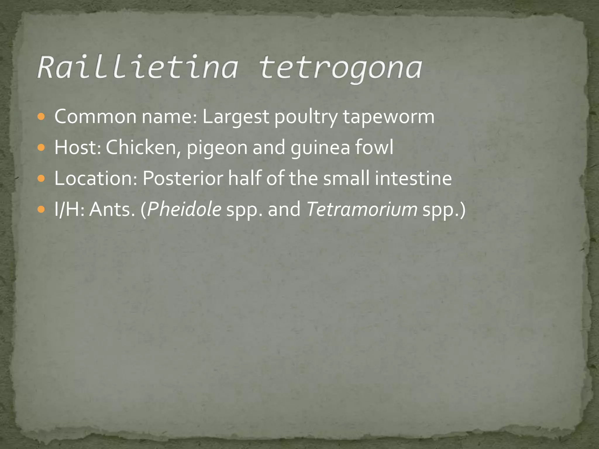 Tape worm of poultry | PPTX | Infectious Diseases | Diseases and Conditions