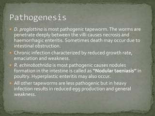 Tape worm of poultry | PPTX