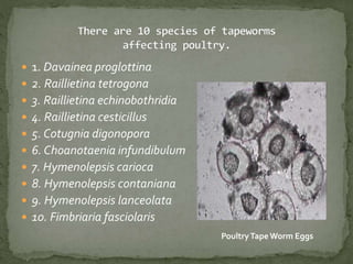 Tape worm of poultry | PPTX