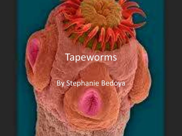 Tapeworms | PPTX