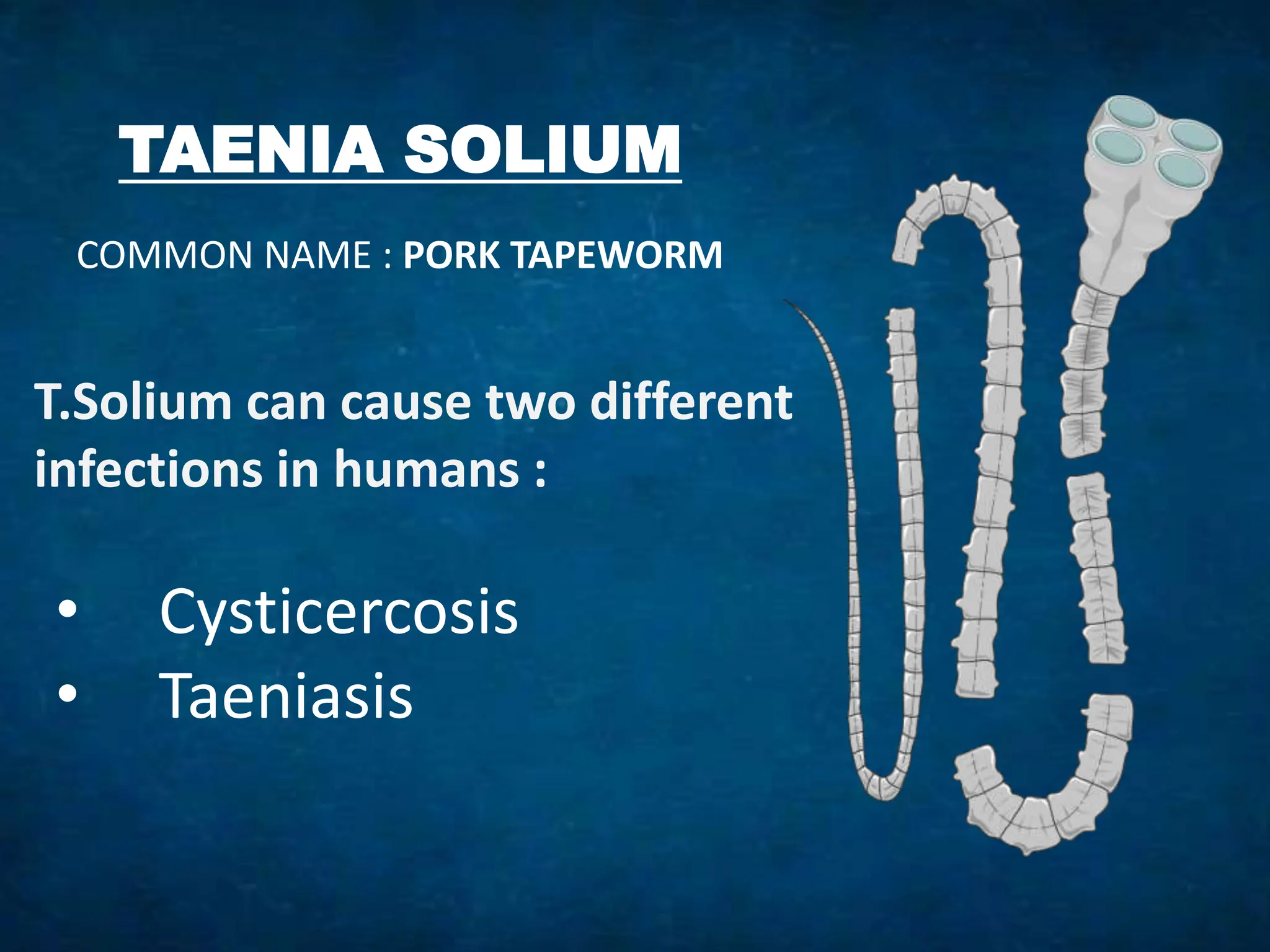 TAPEWORM cestote parasite. Complete presentation | PPT