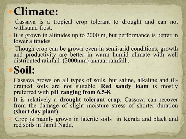 Tapioca | PPTX | Agriculture | Industries