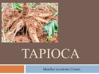 Tapioca | PPTX