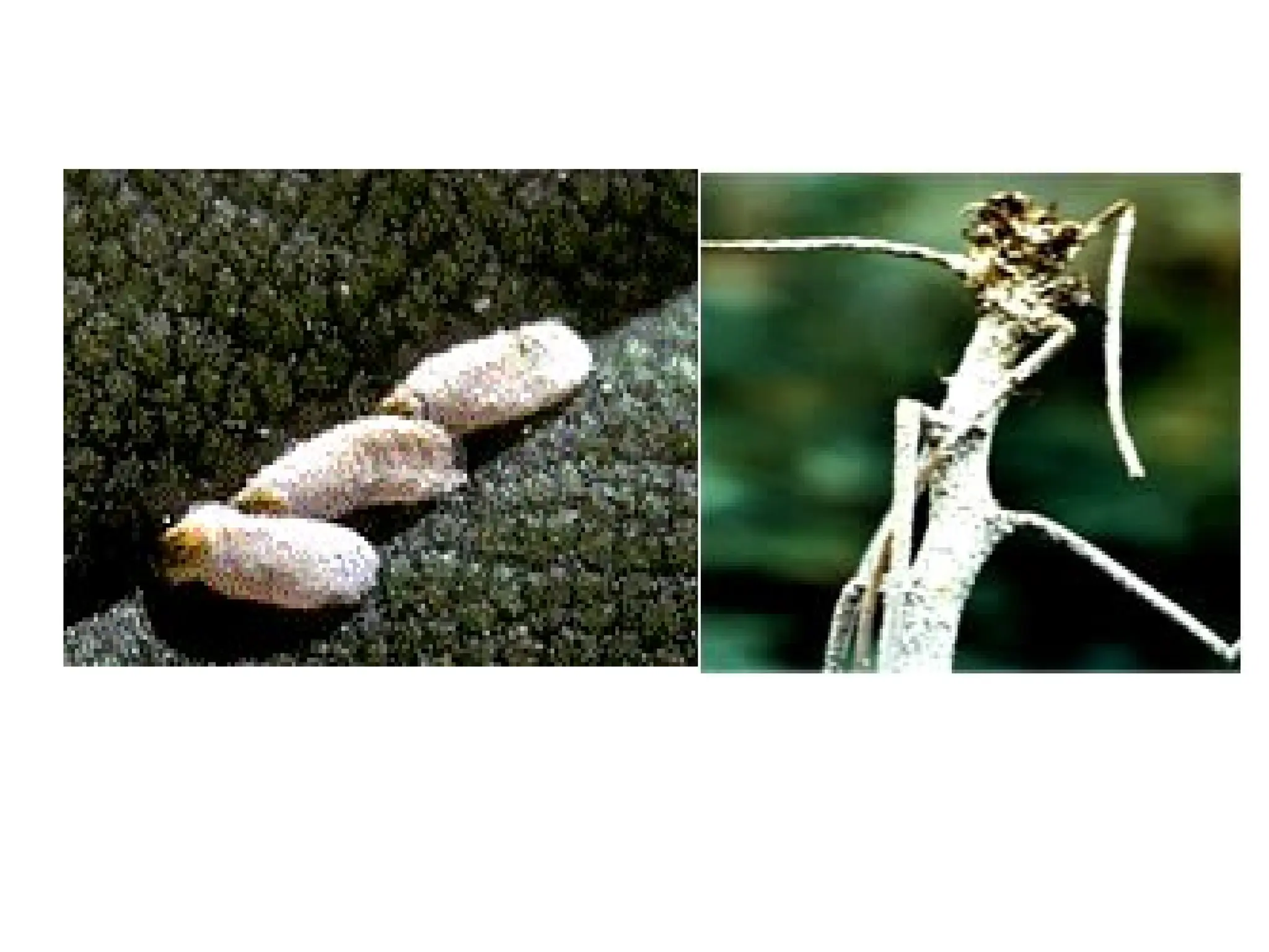 tapioca pests symptoms, cause and management | PPTX
