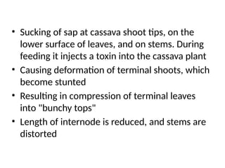 tapioca pests symptoms, cause and management | PPTX