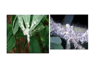 tapioca pests symptoms, cause and management | PPTX