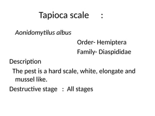 tapioca pests symptoms, cause and management | PPTX
