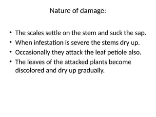 tapioca pests symptoms, cause and management | PPTX