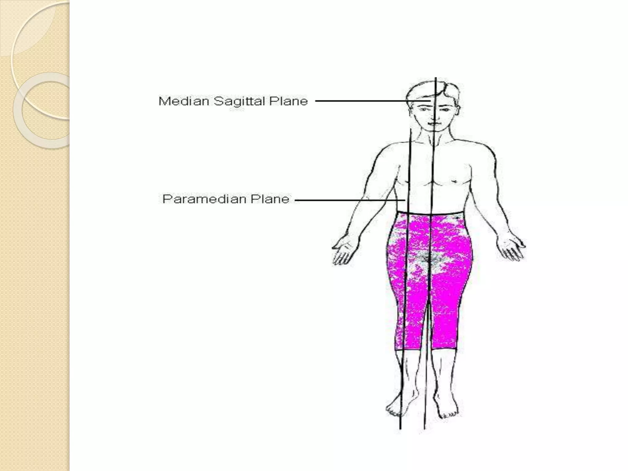 Anatomy lab. 1 general anatomy | PPTX