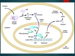 steriod hormone signaling | PPTX