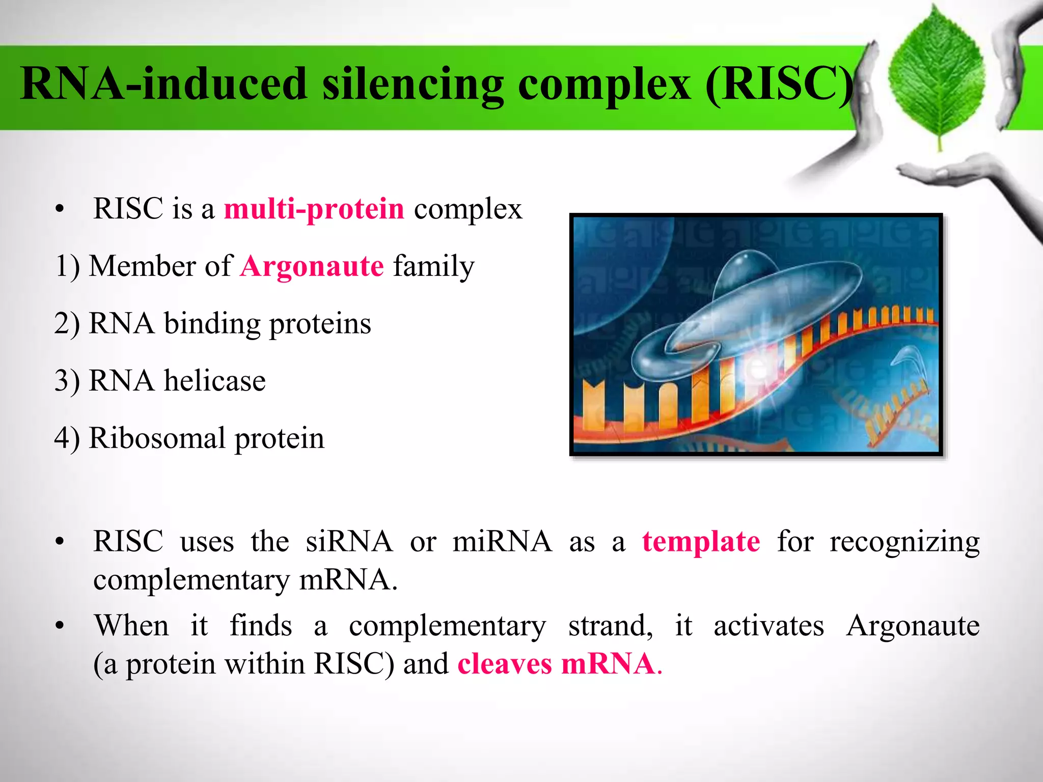 Antisense RNA Technology Forr Crop Improvement | PPTX